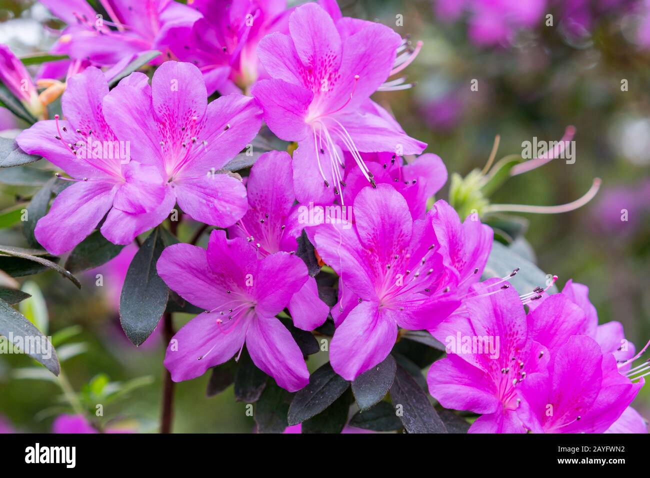 Violet azalea, concept of landscaping, bush of blooming azalea ...
