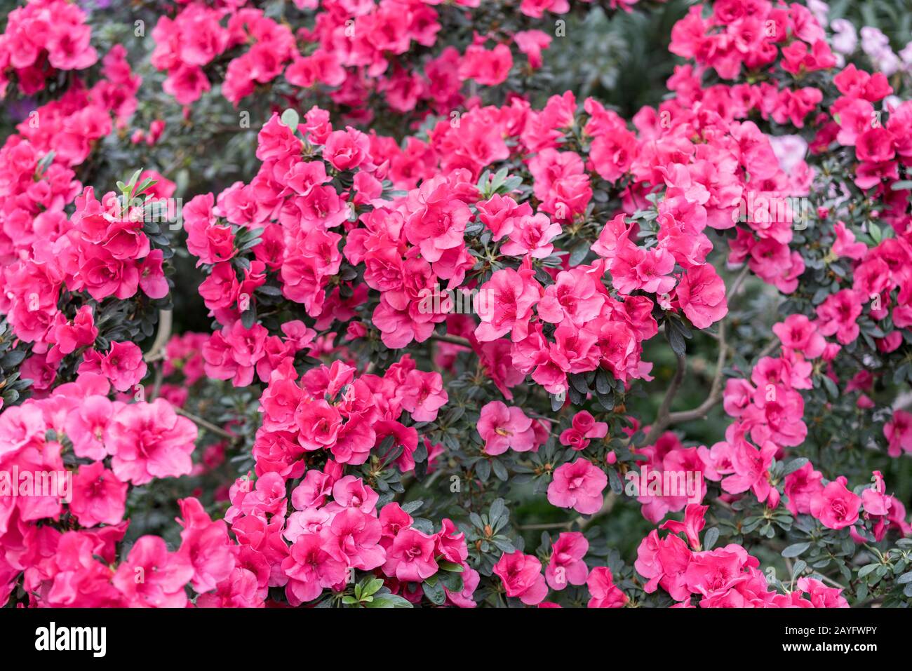 red azalea, gardening concept, bush of blooming azalea, background for ...