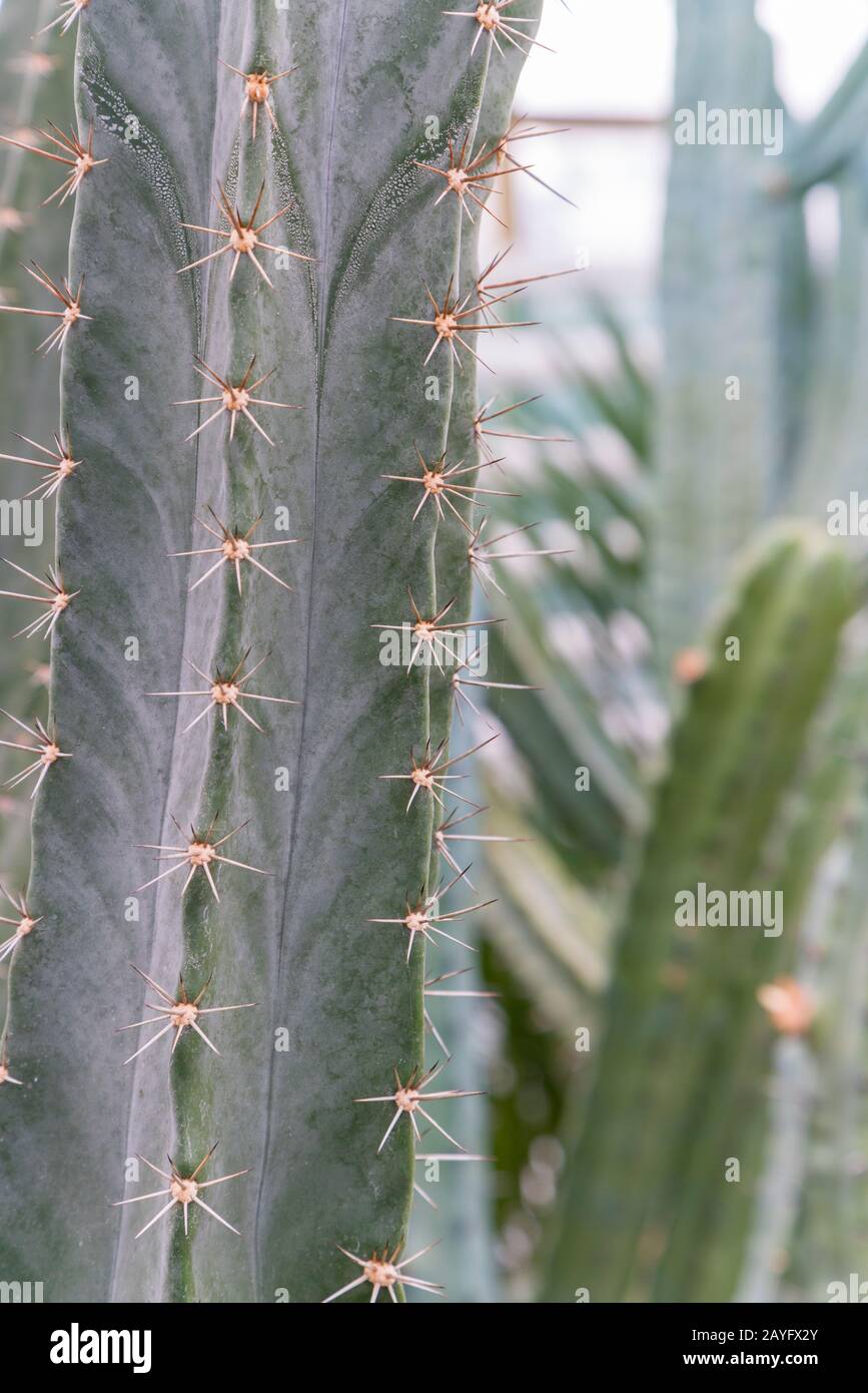 Big green cactus in a desert. Giant Saguaro cactus Stock Photo - Alamy