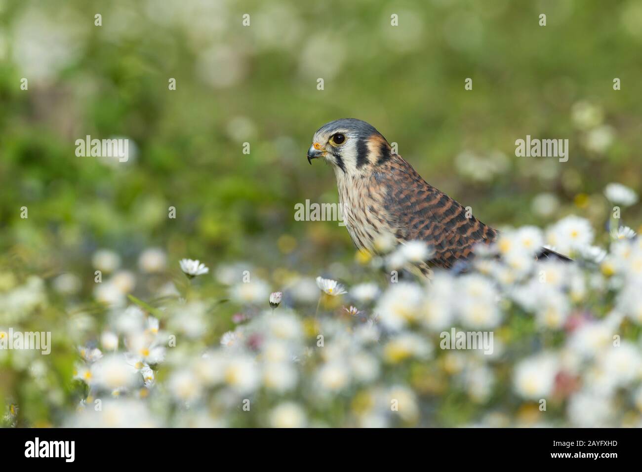 American kestrel spring hi-res stock photography and images - Alamy