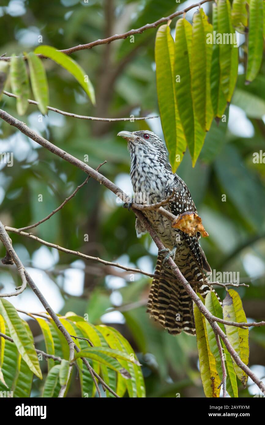 Eudynamys High Resolution Stock Photography and Images - Alamy