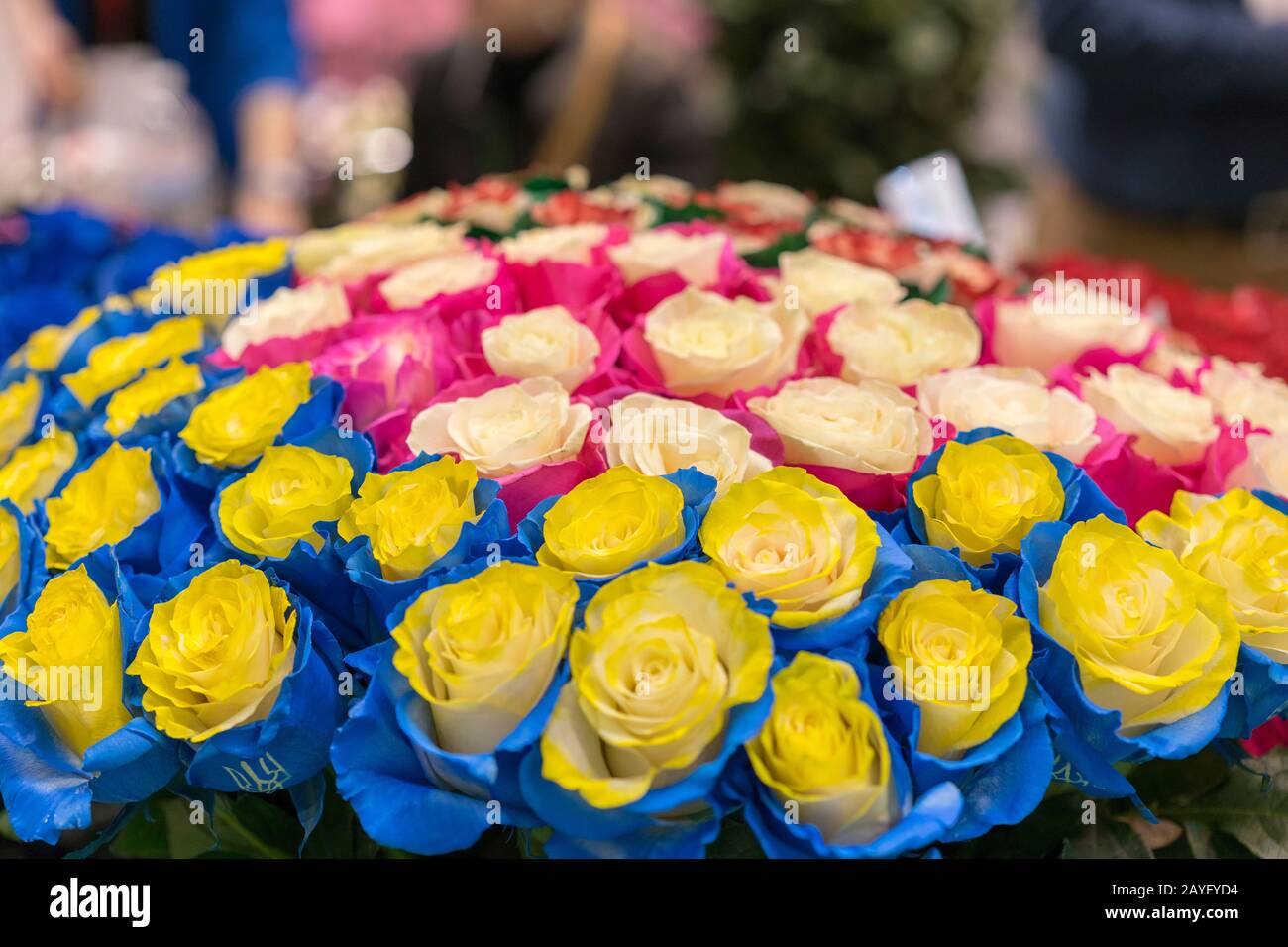 Multi-colored fresh roses. Large, beautiful bouquet of roses of ...