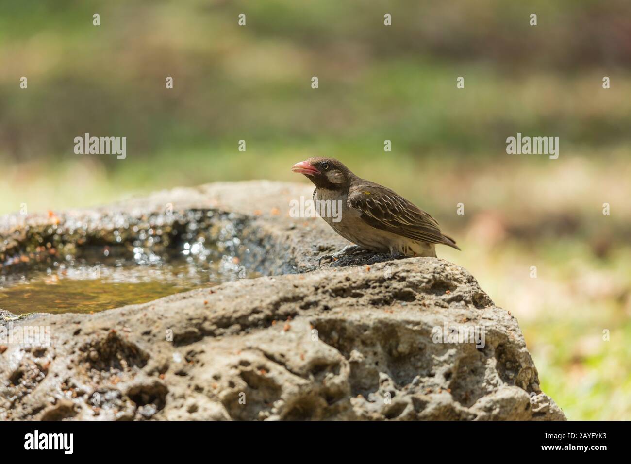 Indicator indicator greater honeyguide hi-res stock photography and ...