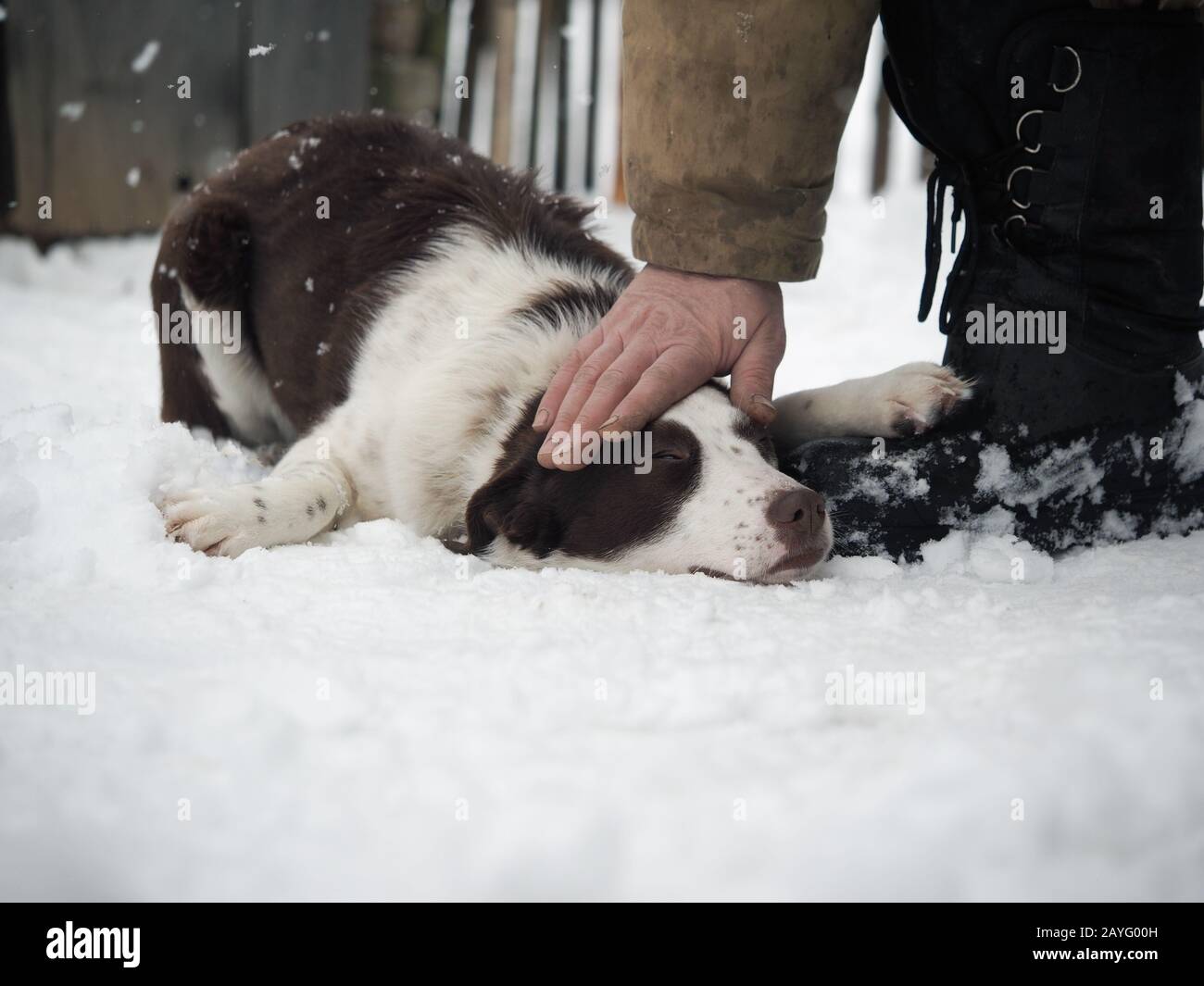 Mans hand stroking dog hi-res stock photography and images - Alamy