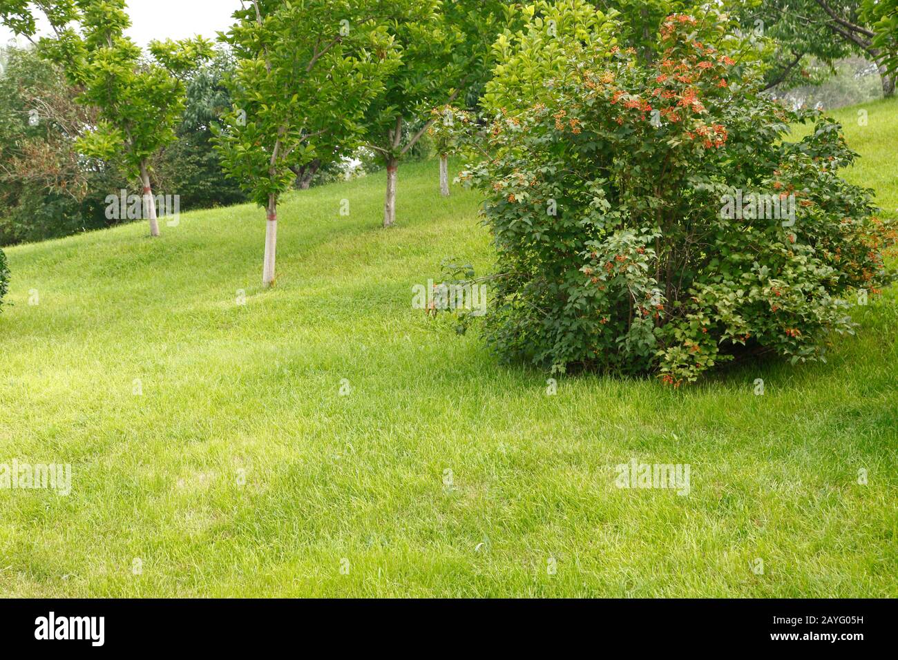 Grass and trees of the park Stock Photo - Alamy