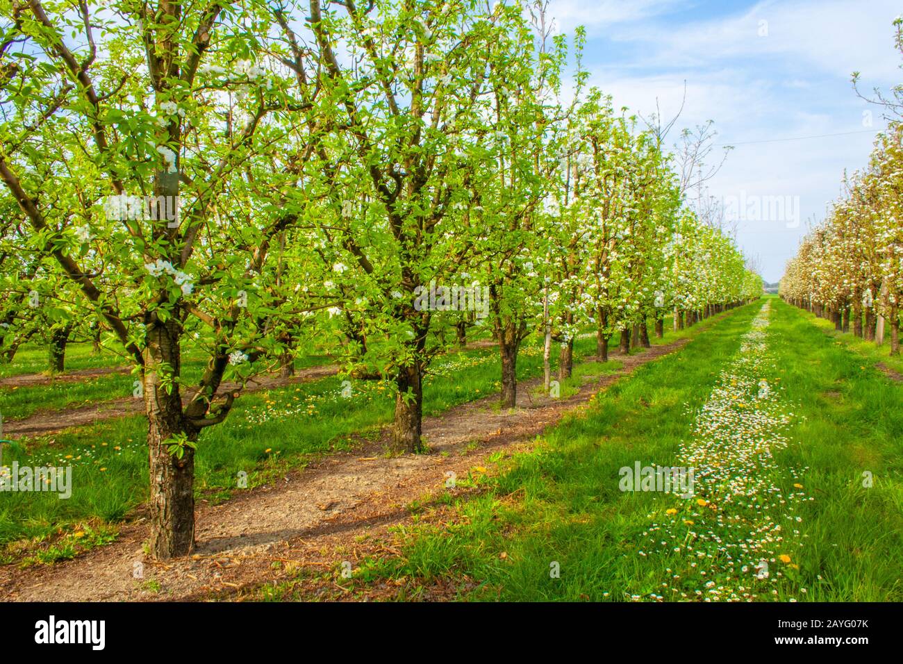 A pear orchard in an italian farm, Modena, Emilia Romagna, Italy Stock ...