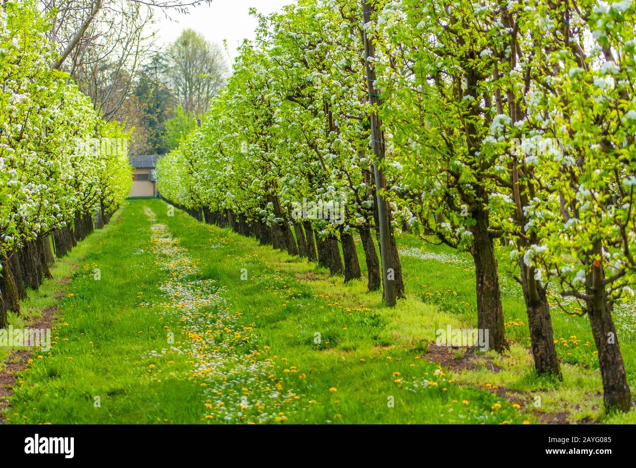 A pear orchard in an italian farm, Modena, Emilia Romagna, Italy Stock ...