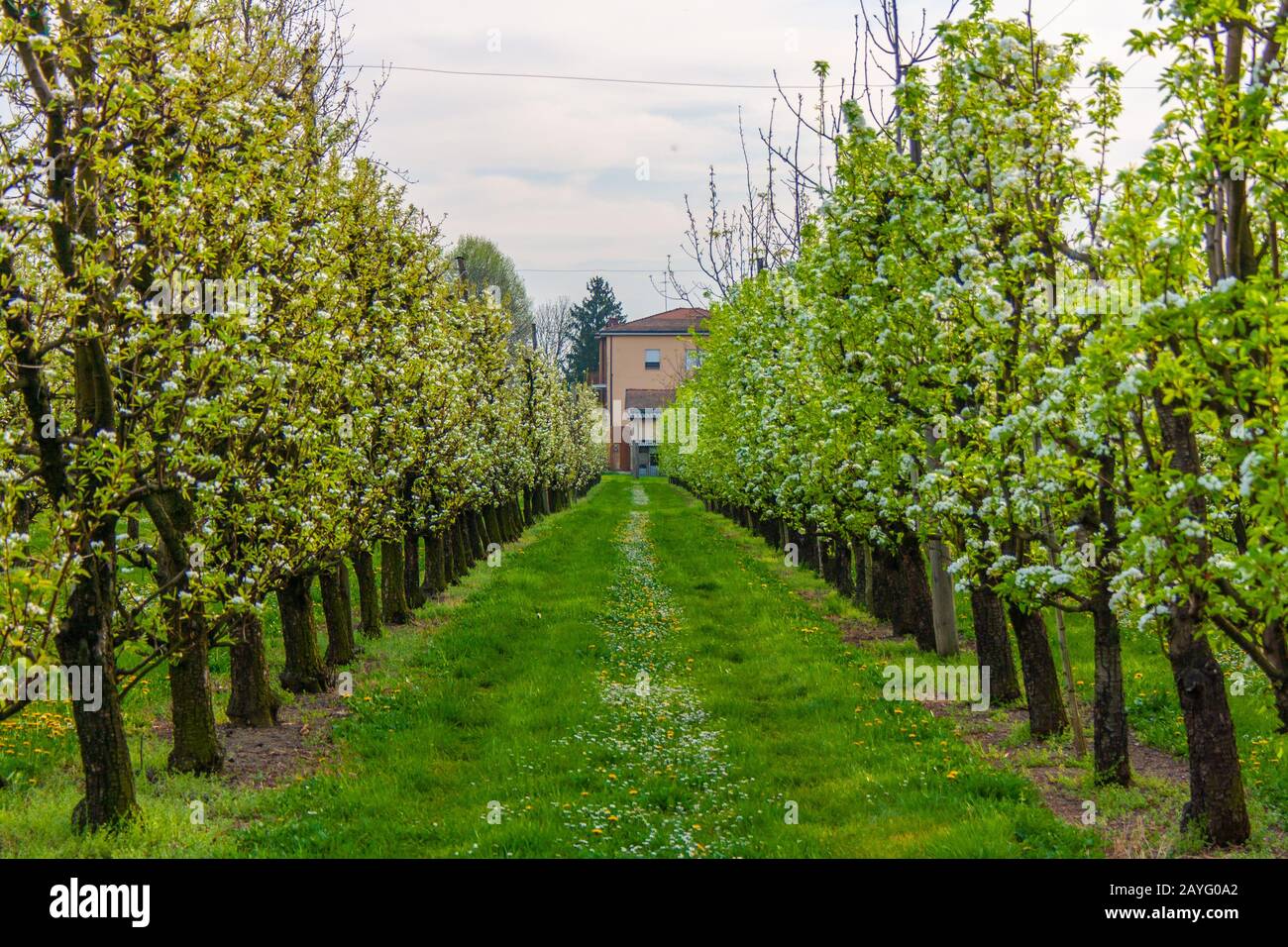 A pear orchard in an italian farm, Modena, Emilia Romagna, Italy Stock ...