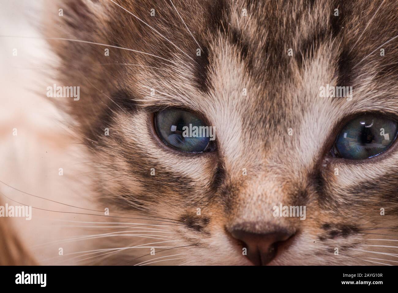white kitten crying with blue eyes Stock Photo - Alamy