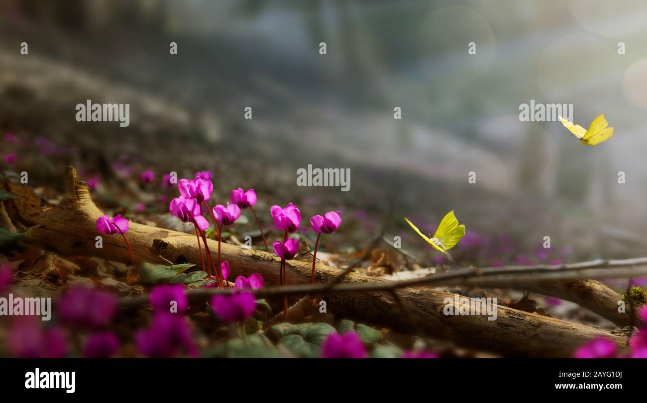 Spring garden nature landscape background with wild Spring flower and ...