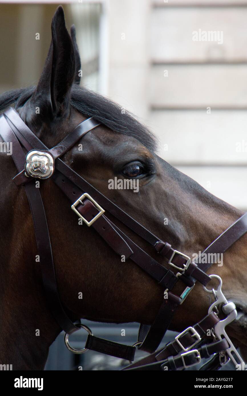 Horse head profile hi-res stock photography and images - Alamy