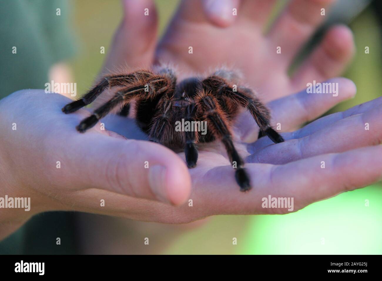 Large Tarantula Spider Being Held on a Palm of a Hand Stock Photo - Alamy