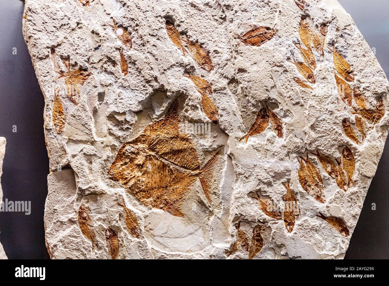 28 JULY 2018, BARCELONA, SPAIN: Cosmocaixa museum Fossil of fish Stock ...