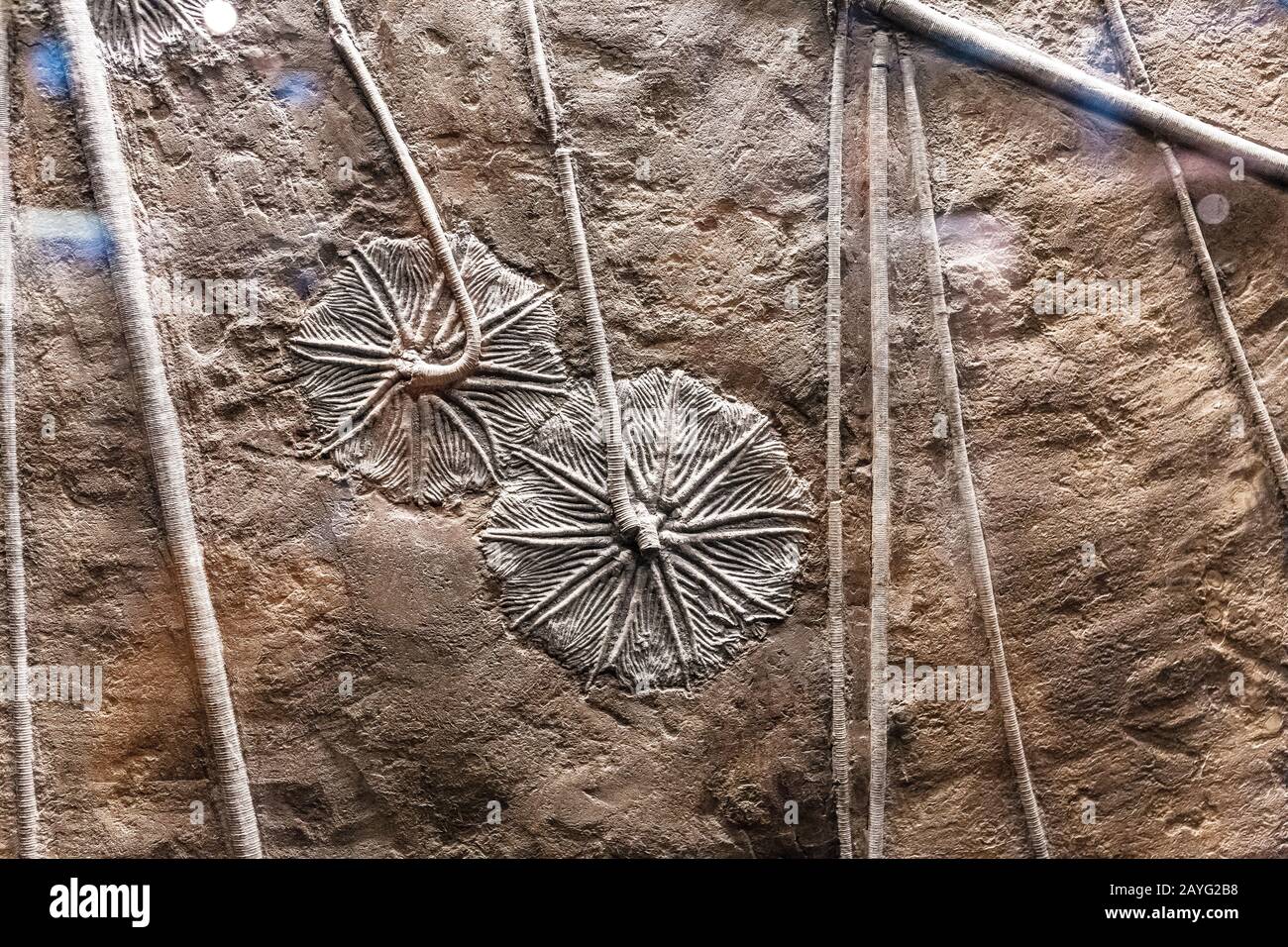 Prehistoric living creatures in fossiled stone Stock Photo - Alamy