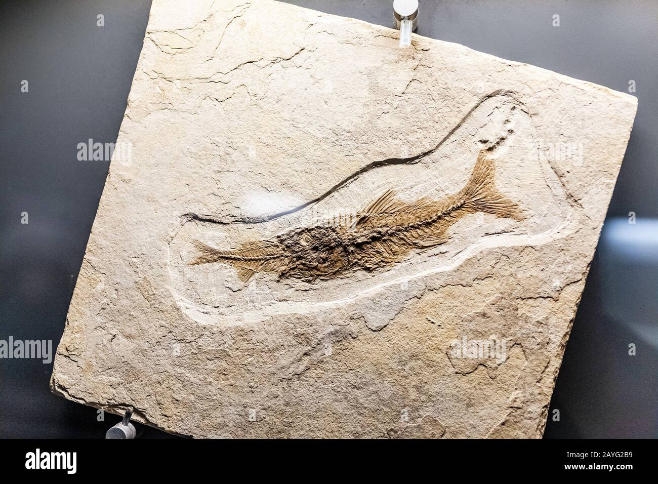 Science museum barcelona fish hi-res stock photography and images - Alamy