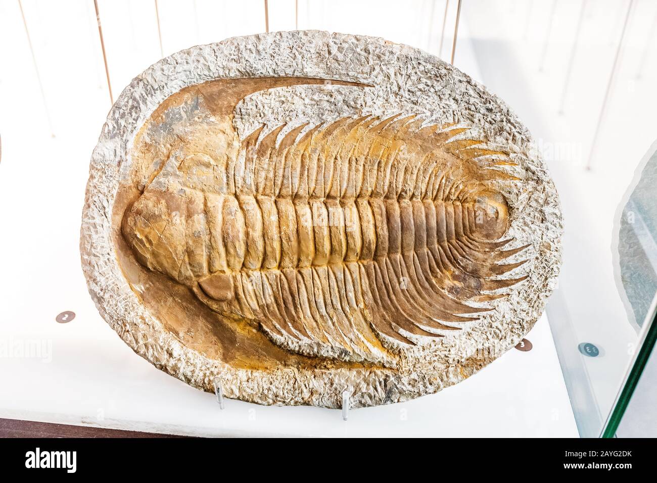 fossil trilobite imprint in stone, paleontology concept Stock Photo - Alamy