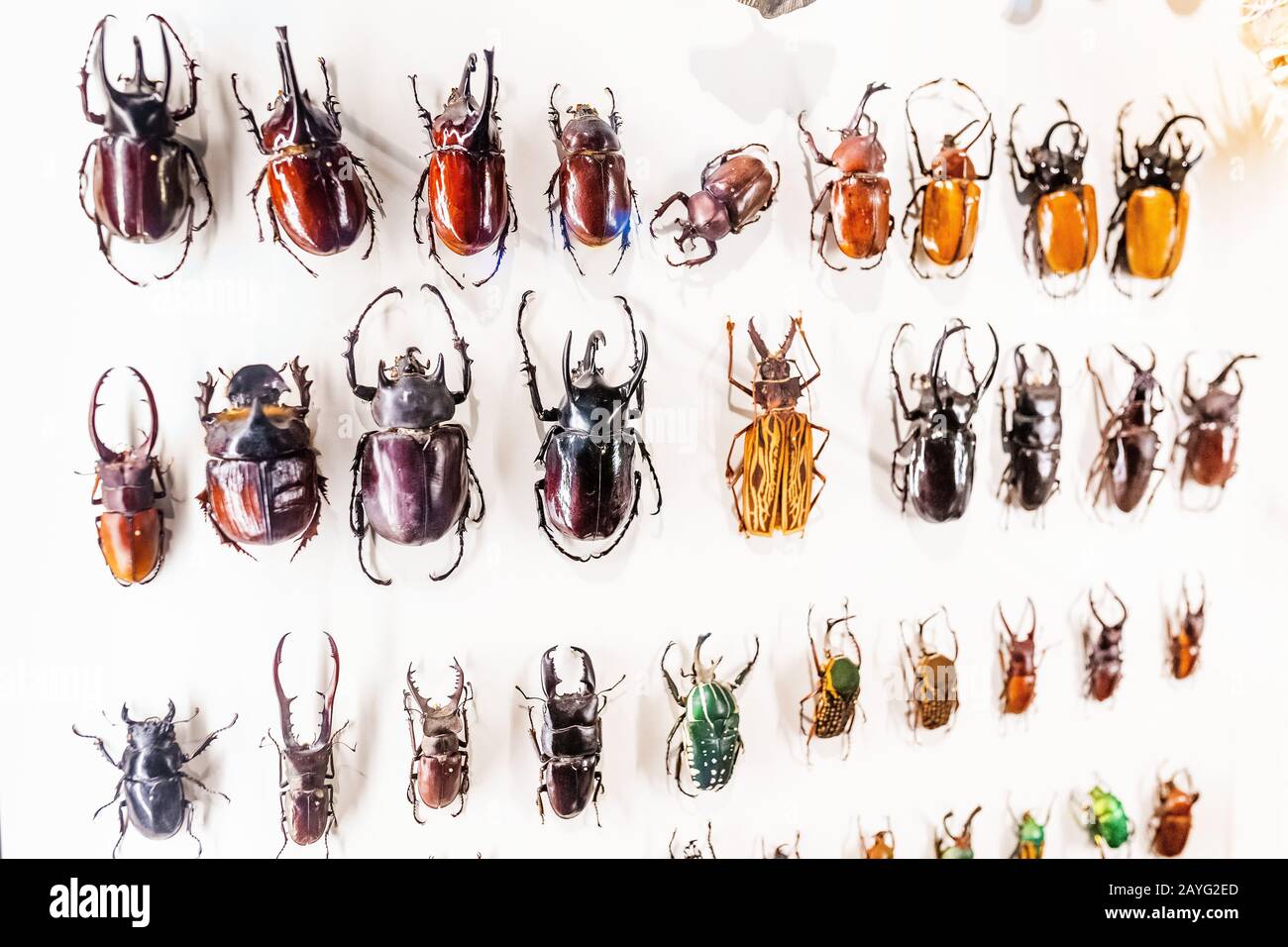 Coleoptera taxonomy hi-res stock photography and images - Alamy