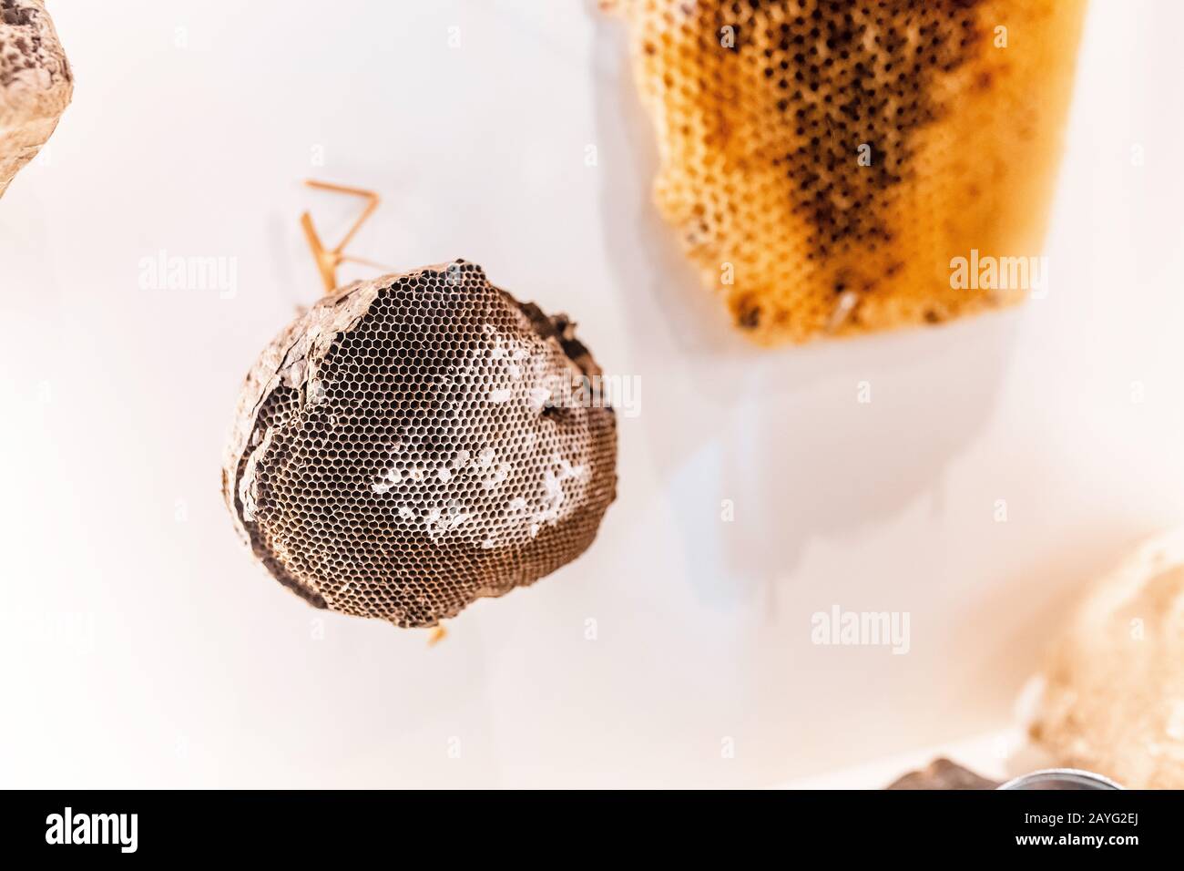 Bees hive and wasp nest at the museum exhibition Stock Photo - Alamy