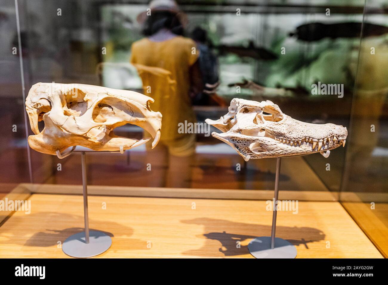 28 JULY 2018, BARCELONA, SPAIN: The skull of a prehistoric animals in ...