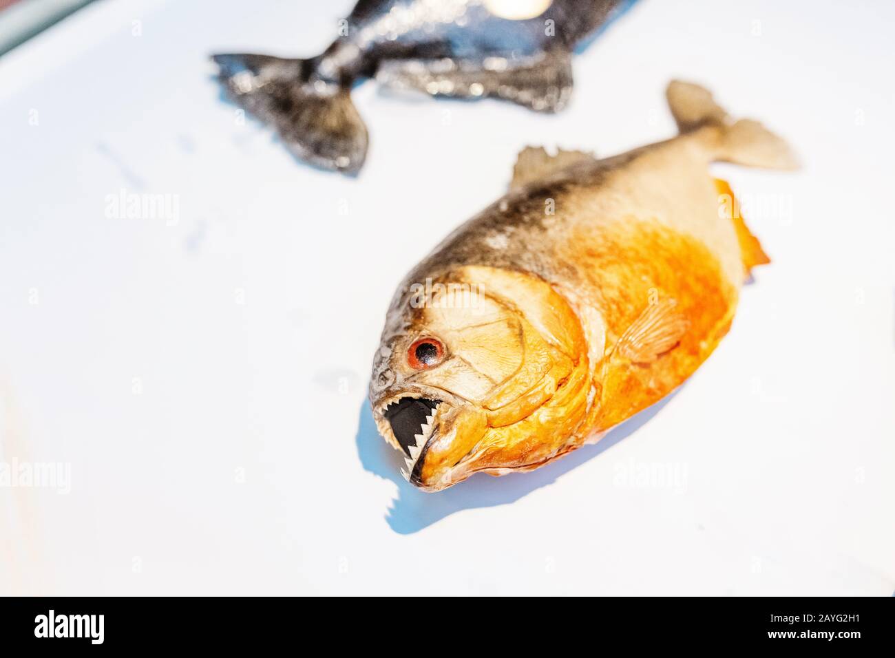Piranha eating hi-res stock photography and images - Alamy