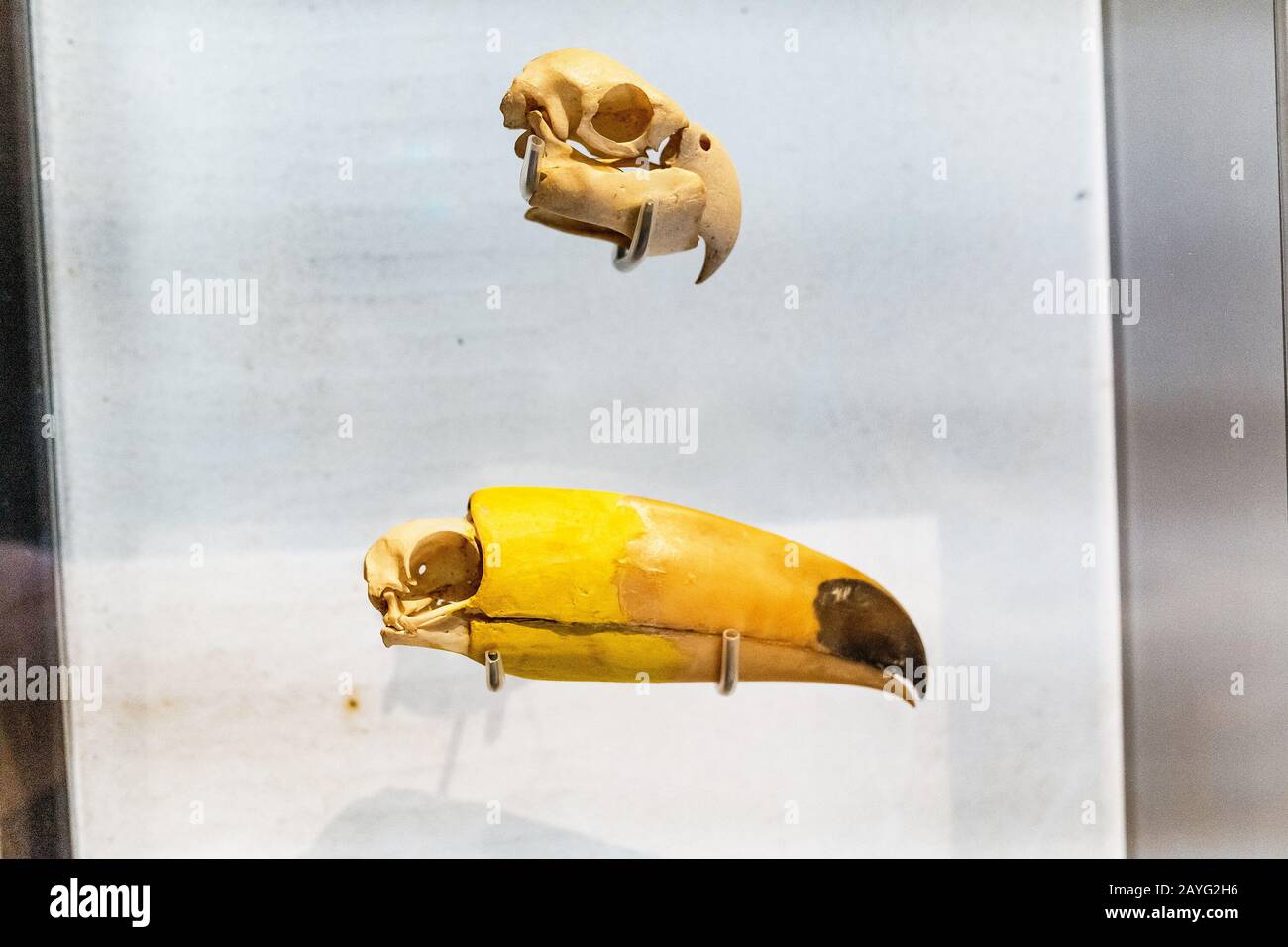 bird skulls in zoology museum Stock Photo - Alamy