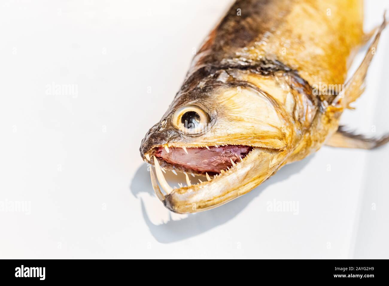 Amazon fish amazonia wildlife hi-res stock photography and images - Alamy