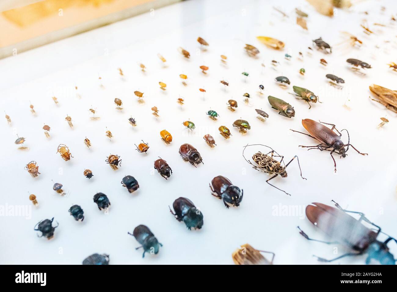 Natural museum insects beetles hi-res stock photography and images - Alamy