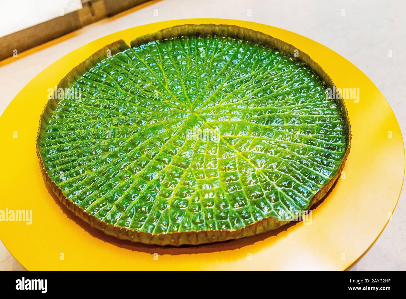 Queen Victoria Amazon Lily Stock Photo - Alamy