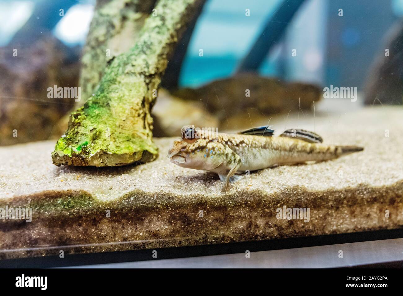 Unusual fish mudskipper or Periophthalmus barbarus in aquarium Stock ...