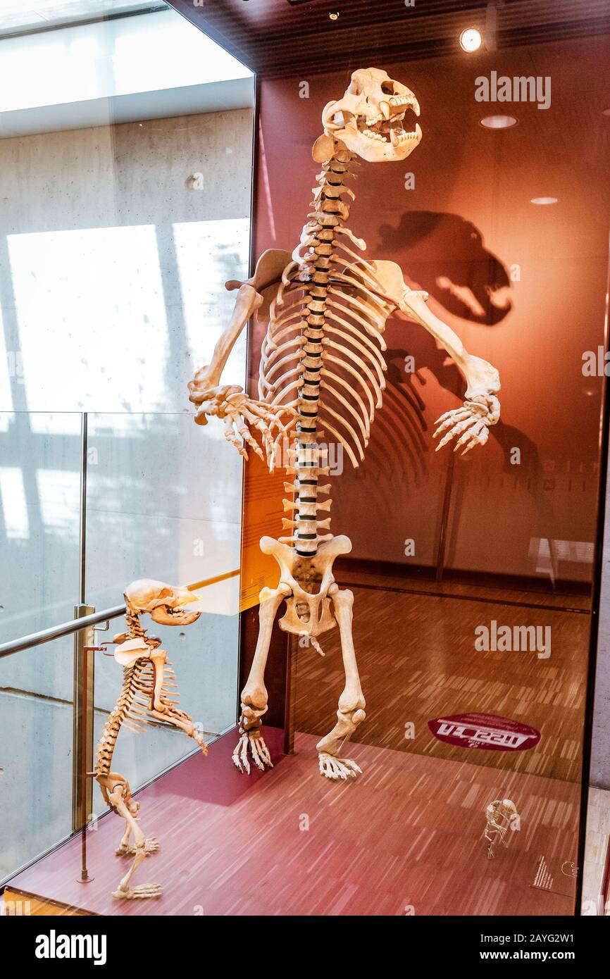 28 JULY 2018, BARCELONA, SPAIN: Skeleton from prehistoric extinct Bear ...