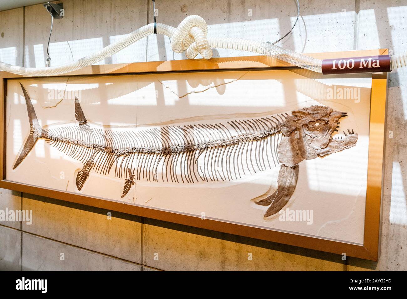 Thresher Shark Skeleton