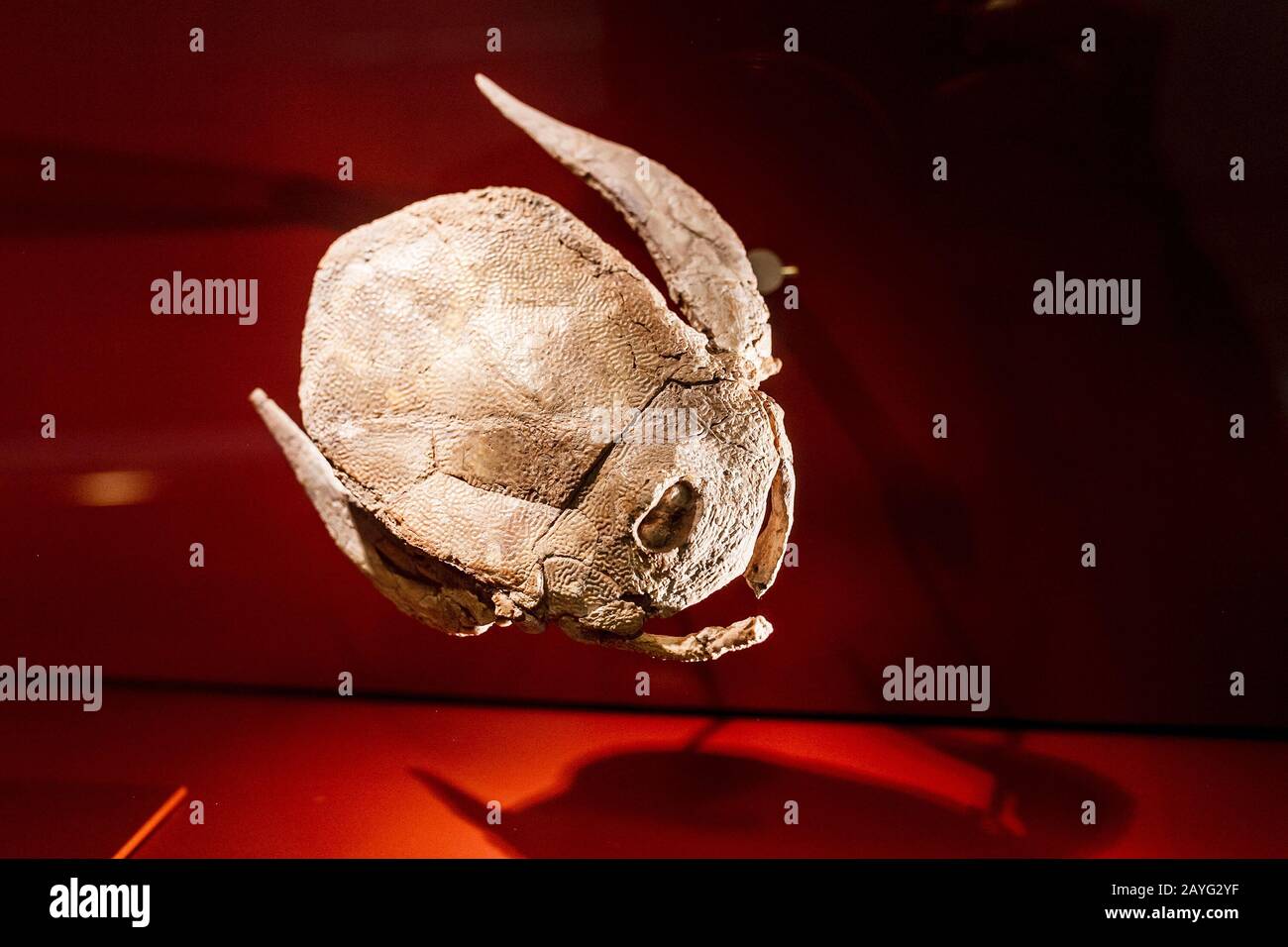 Fossil of an ancient prehistoric insect Stock Photo - Alamy