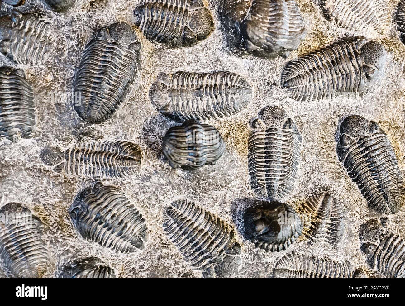 fossil trilobite imprint in stone, paleontology concept Stock Photo - Alamy