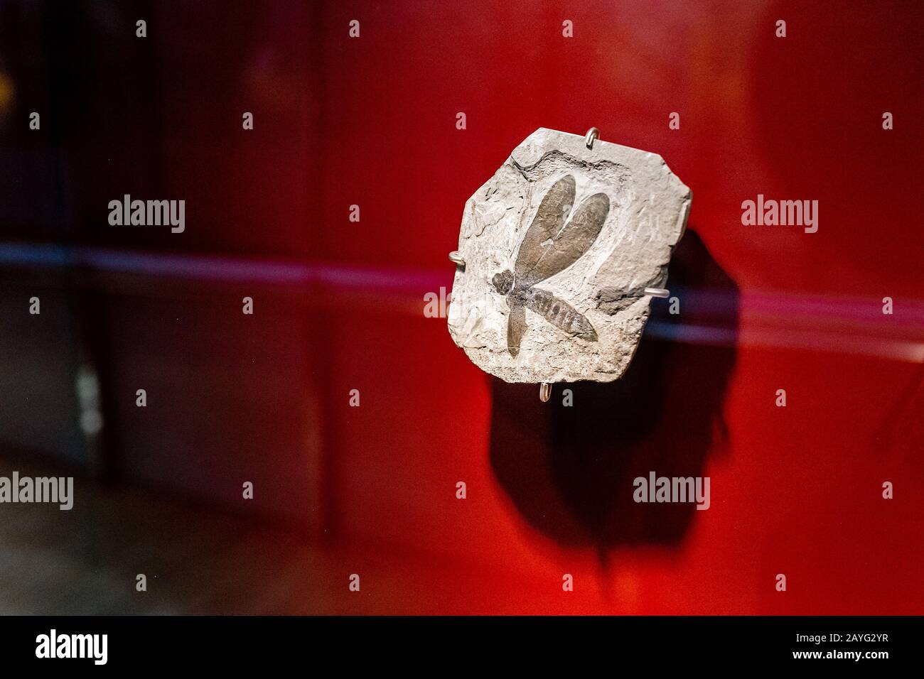 Fossil of an ancient prehistoric insect Stock Photo - Alamy