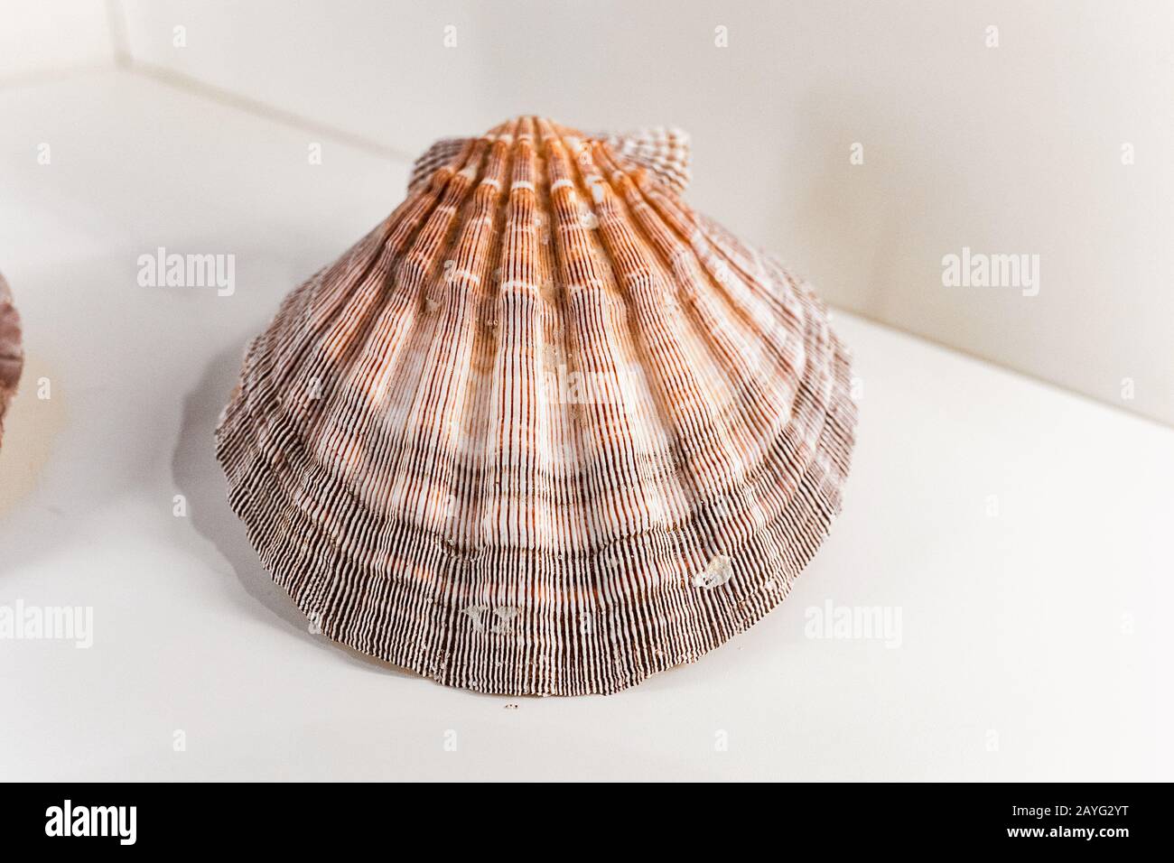 Marine Environment Exhibit Exhibition High Resolution Stock Photography ...