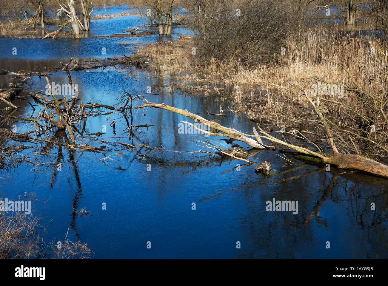 Loppio lake, a mysterious swamp with trees in the water Stock Photo - Alamy