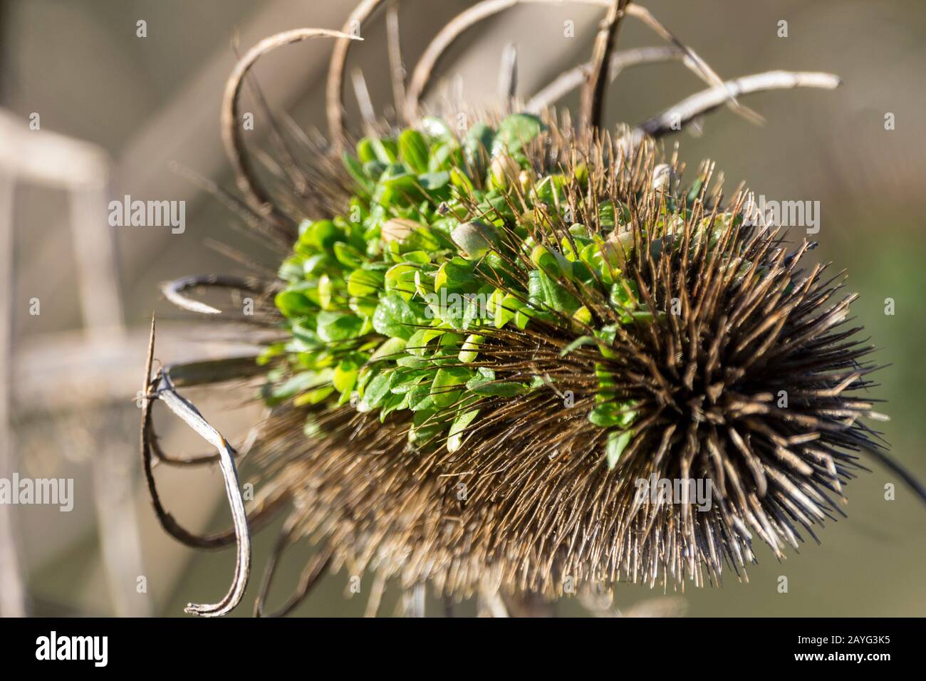 Dried teasel hosts to vegetation growth hi-res stock photography and ...