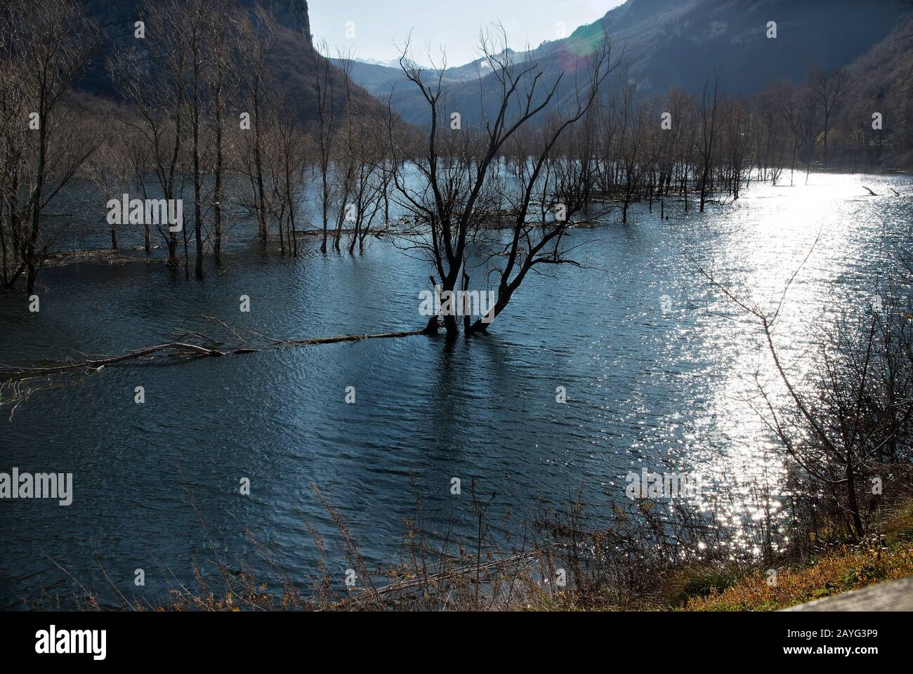 Loppio lake, a mysterious swamp with trees in the water Stock Photo - Alamy