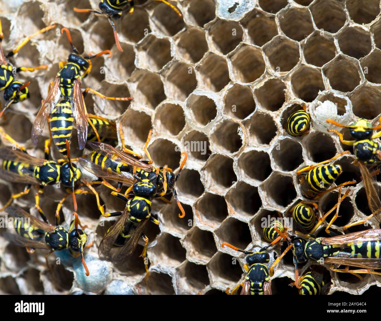 Swarm of wasps around the nest Stock Photo - Alamy