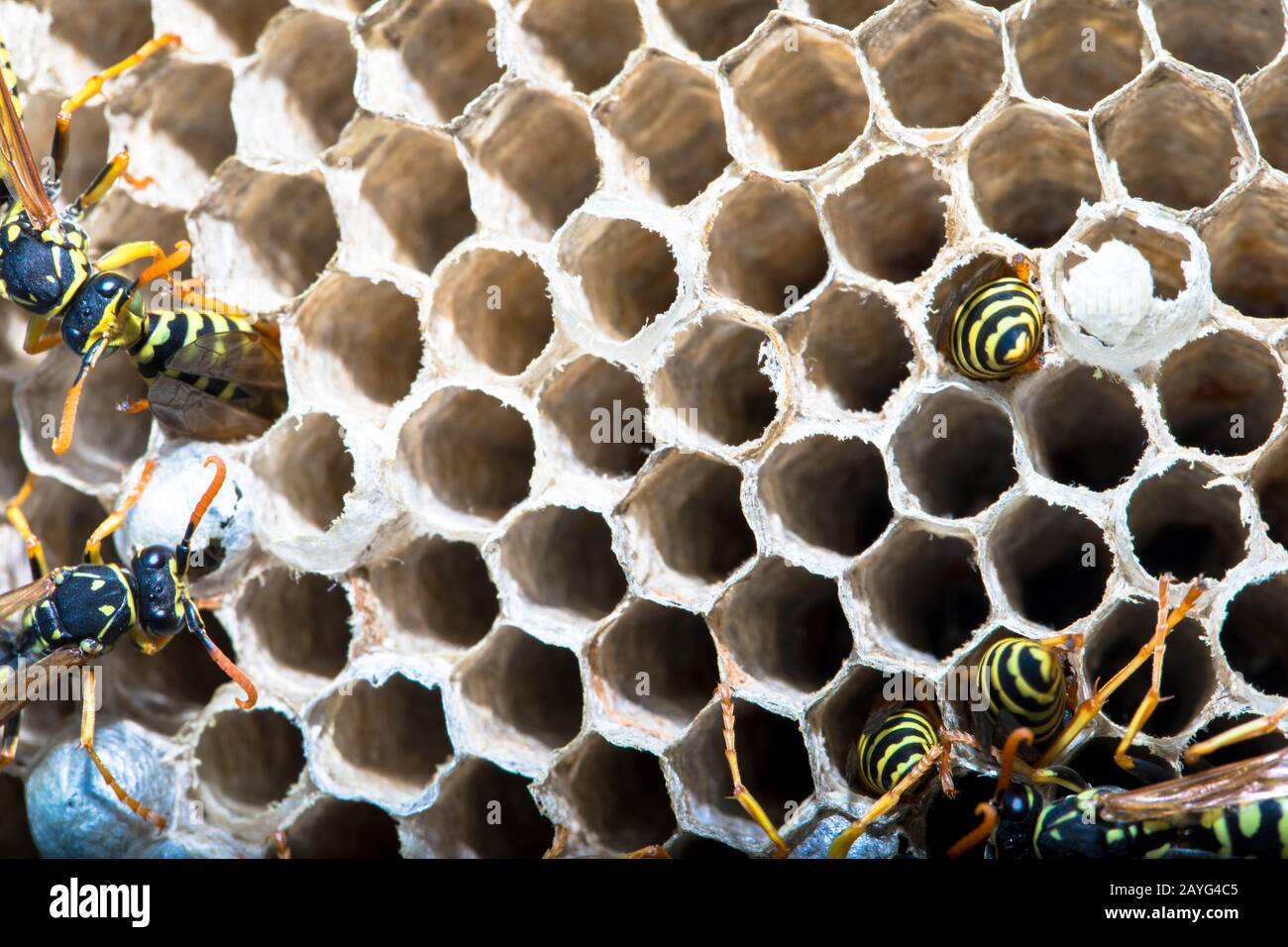 Swarm of wasps around the nest Stock Photo - Alamy