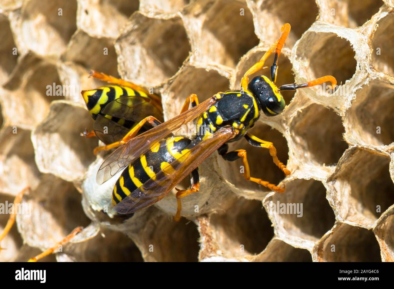 Wasp Swarming Around Tall Structures