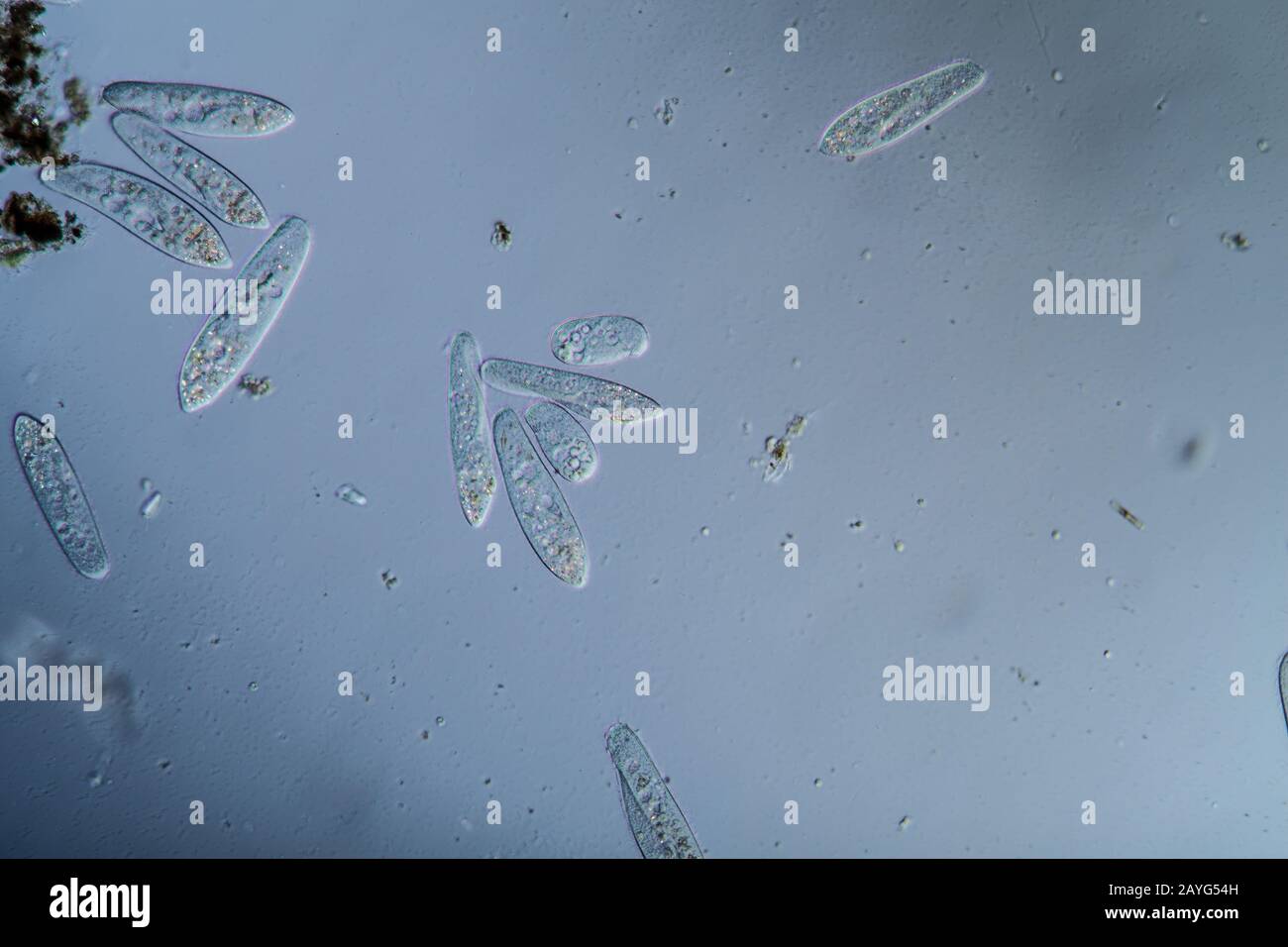 Plankton with microscopic ciliates Stock Photo - Alamy