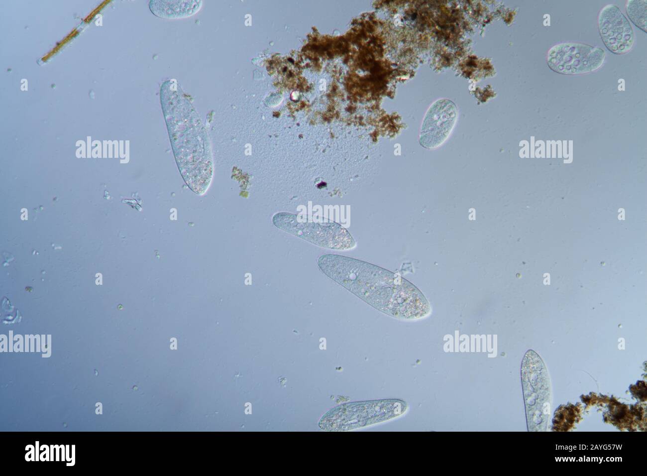 Plankton with microscopic ciliates Stock Photo - Alamy