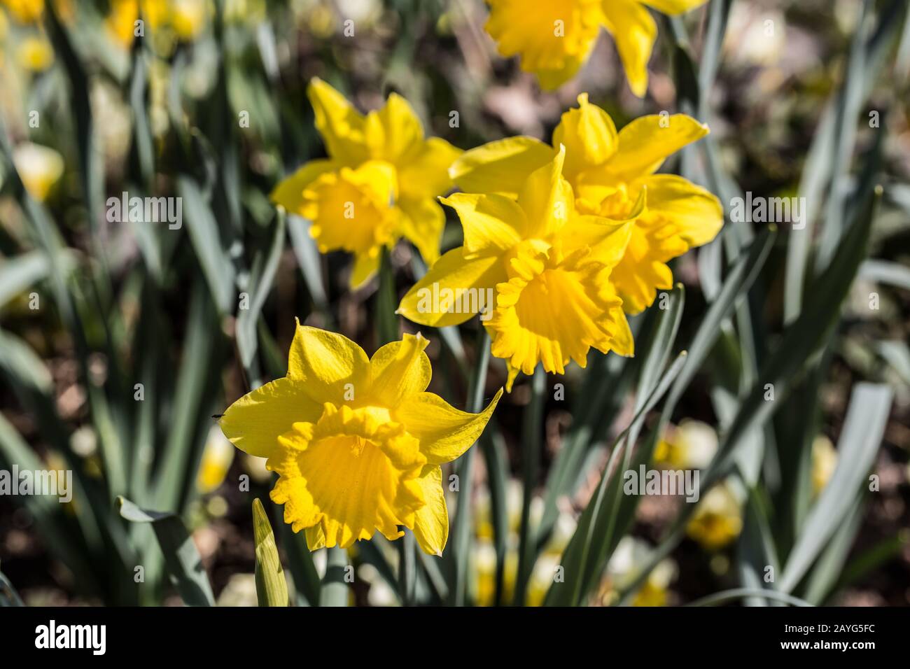 Easter bells hi-res stock photography and images - Alamy