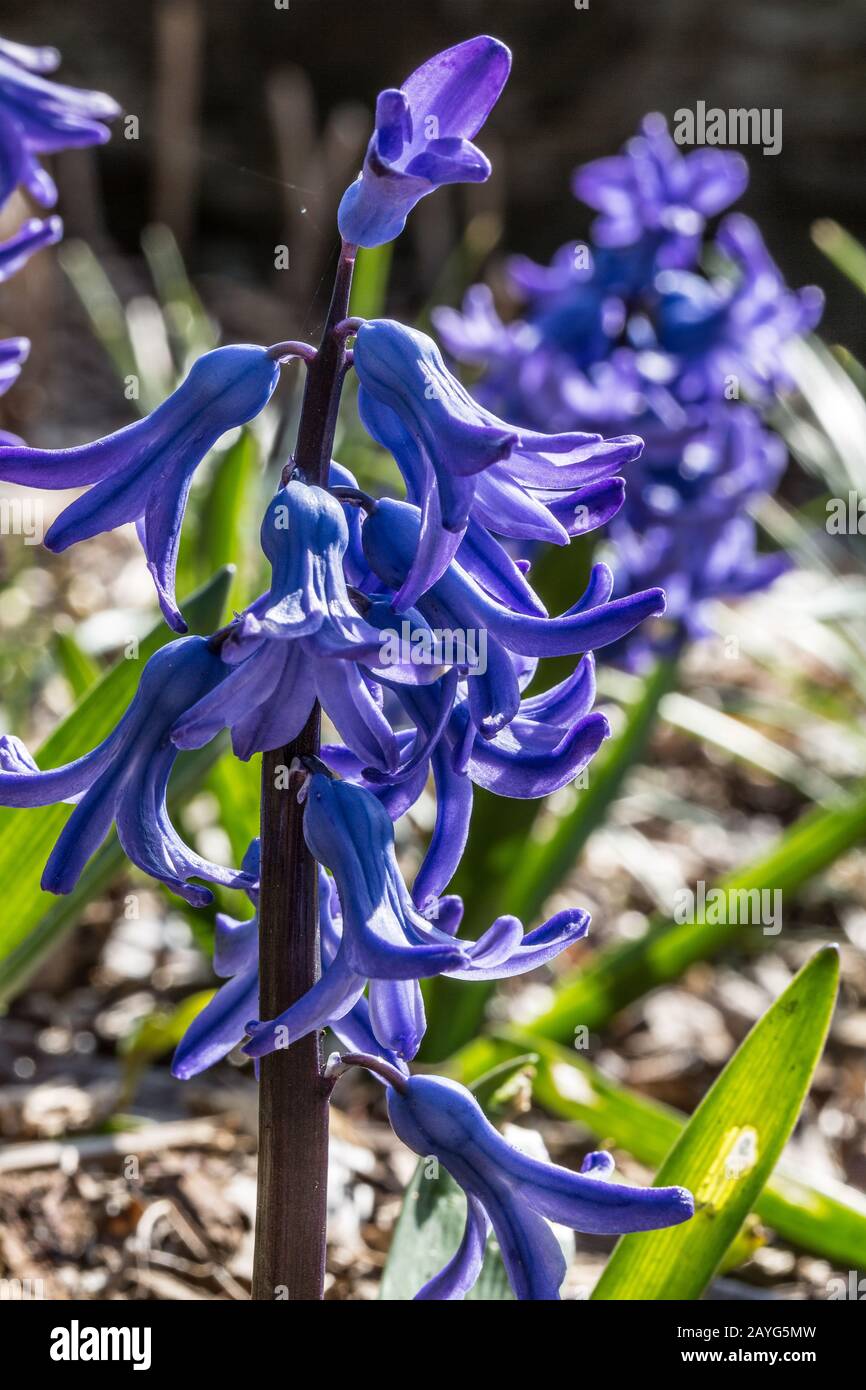 blue hyacinths in flower bed Stock Photo - Alamy
