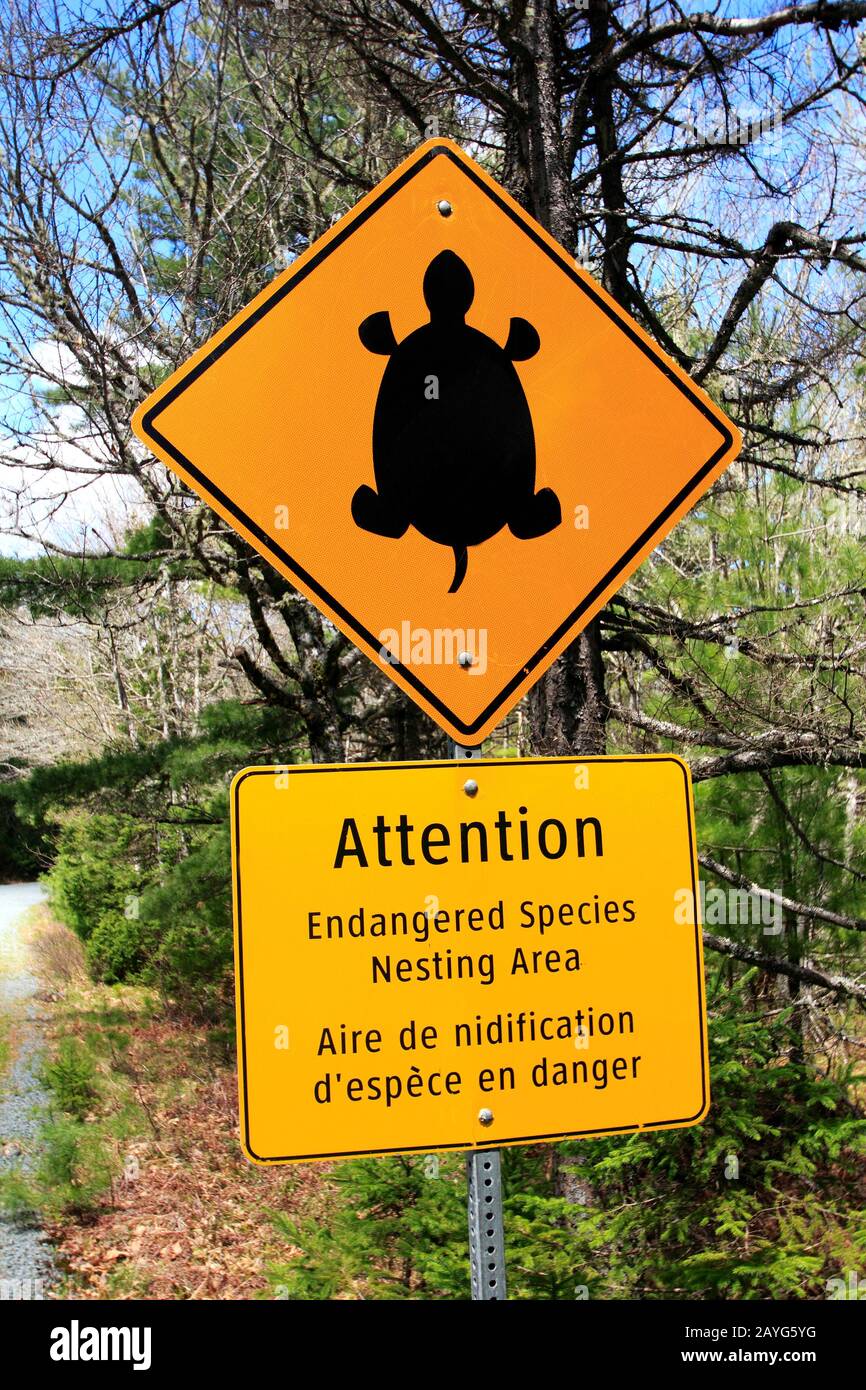 Turtle Sign