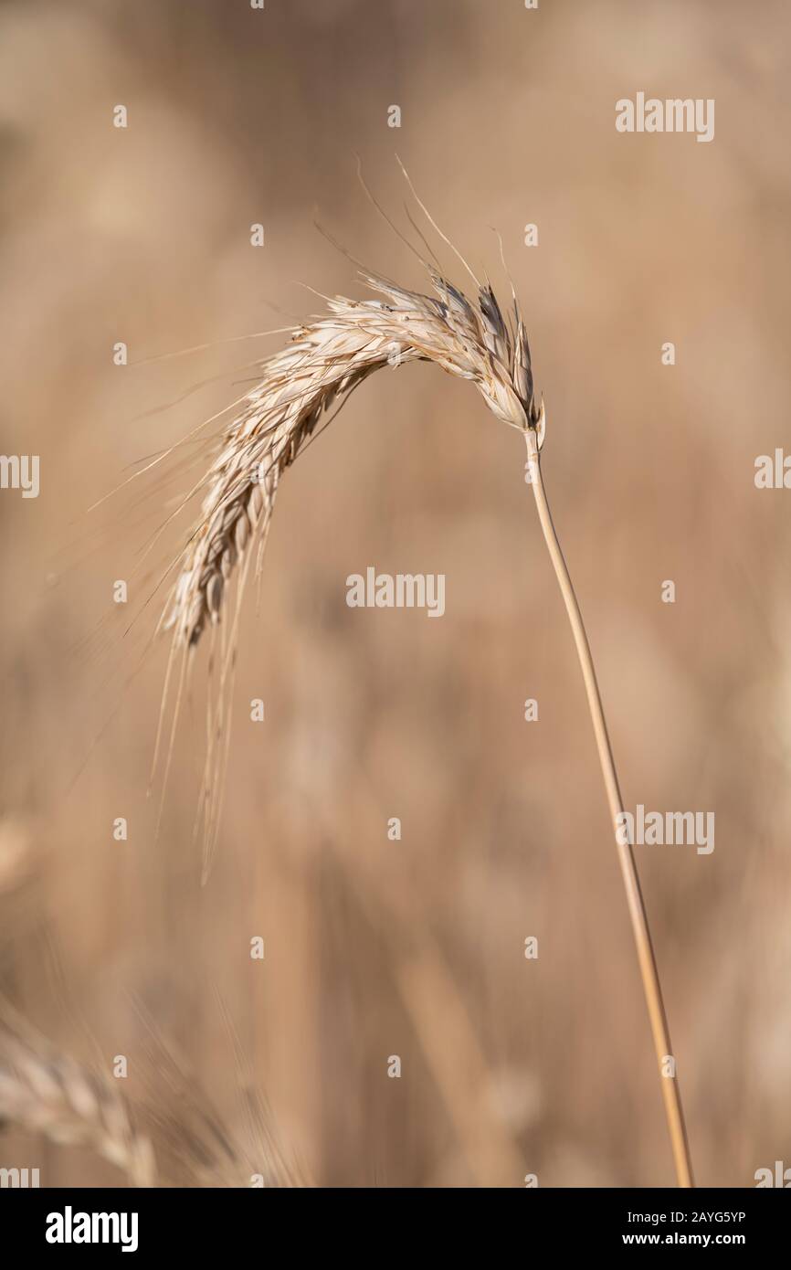 Flora details stalk stem hi-res stock photography and images - Alamy