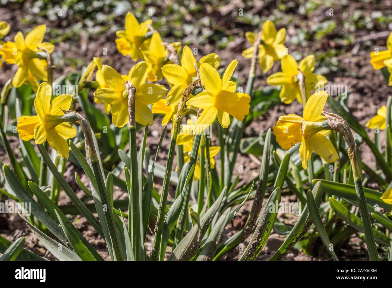 Easter bells hi-res stock photography and images - Alamy