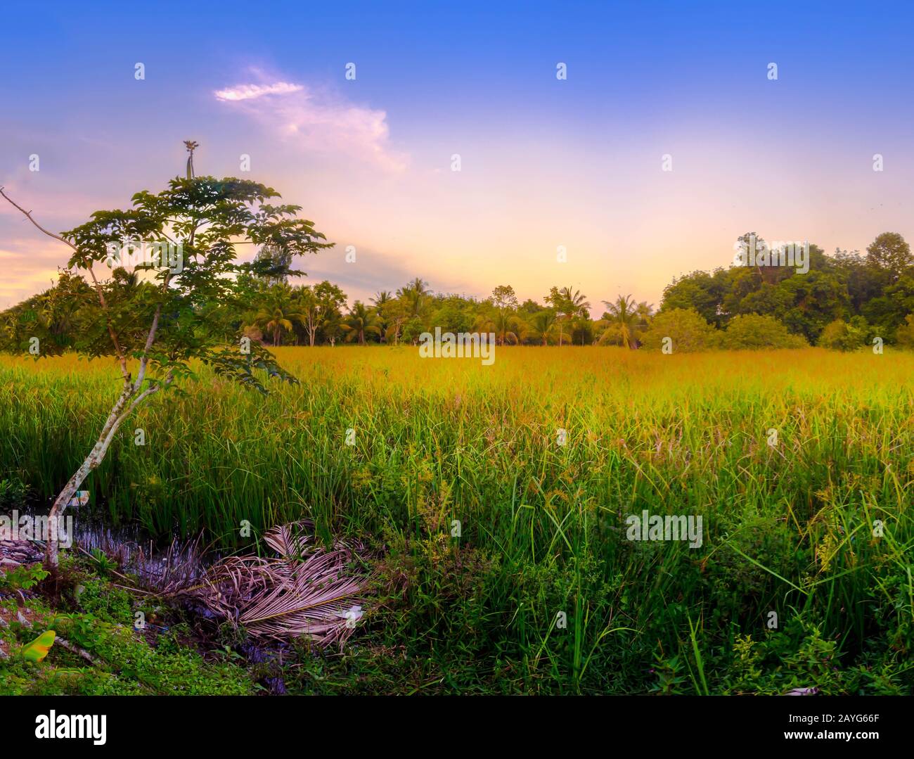 A lovely and beautiful sunset at a paddy field in a small village of ...