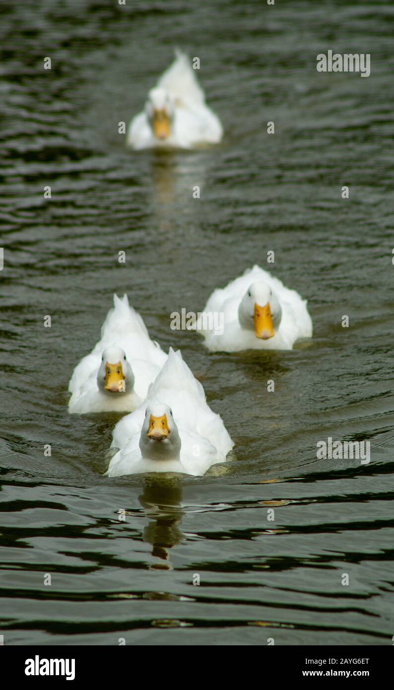 Large White Aylesbury Pekin Peking Duck Goose Low level water view with ...